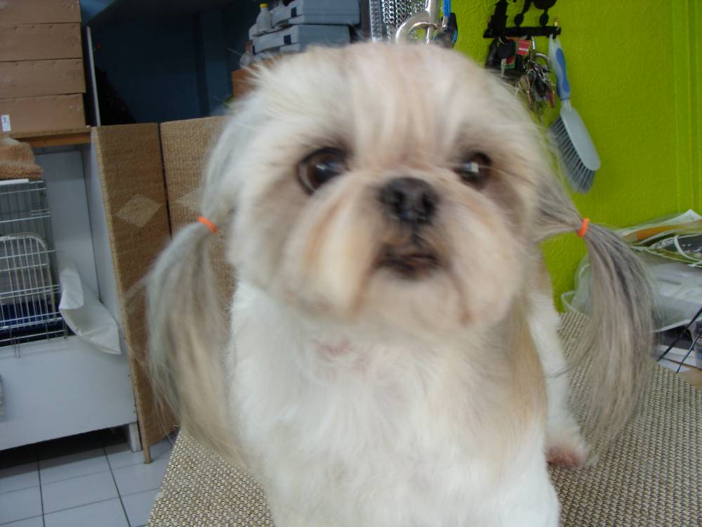 ACADEMIE TOILETTAGE TENDRESSE