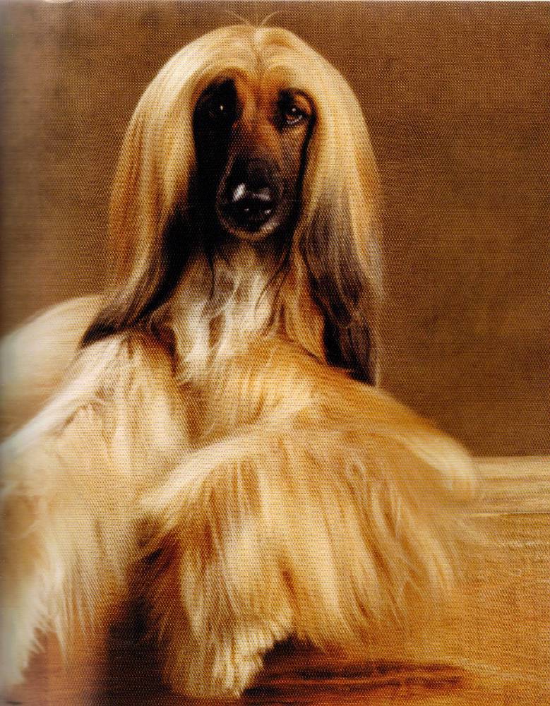 ACADEMIE TOILETTAGE TENDRESSE